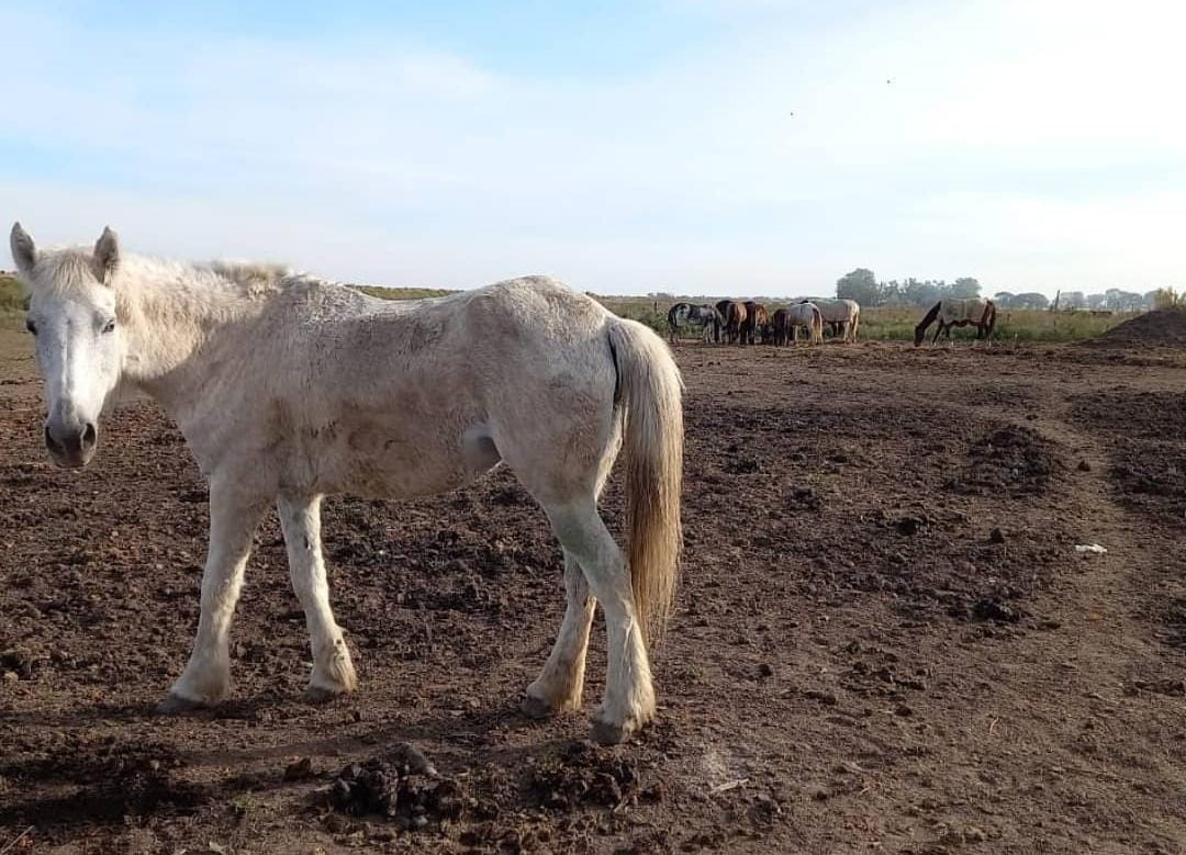 Luego de su recuperación la yegua rescata por Salud Animal fue liberada